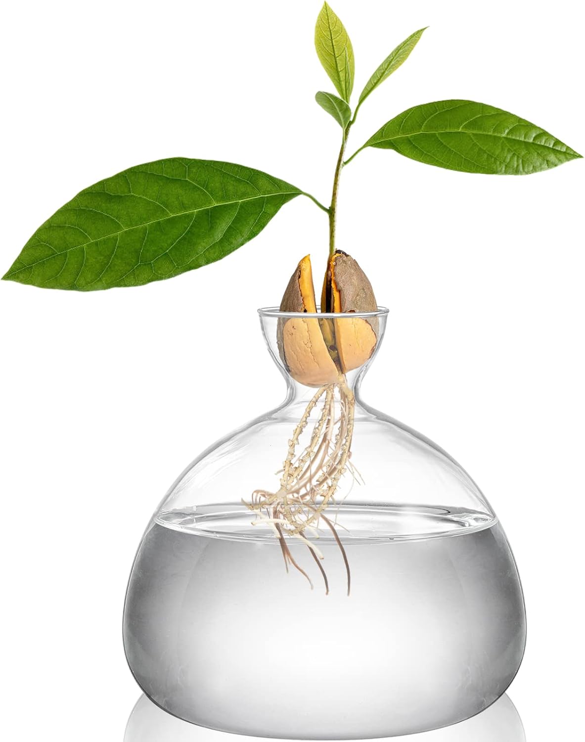 Amazon.com : Hiceeden Avocado Seed Starter Vase Planter, Clear Avocado ...