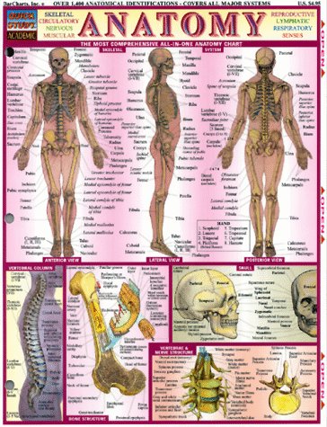 Anatomy: BarCharts, Inc.: 9781572222779: Amazon.com: Books