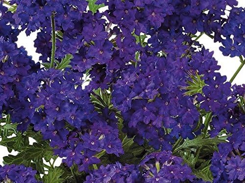 Verbena Trailing Vectura® 'Deep Blue' Garden Basket Plug Plants Pack x6 ...