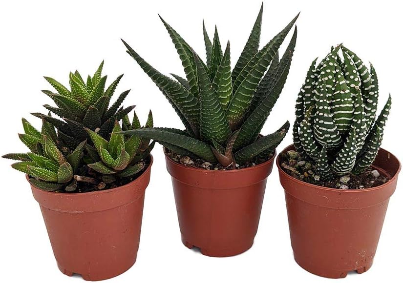 Amazon.com : Live Panda Plant Succulent – Kalanchoe Tomentosa Succulent ...