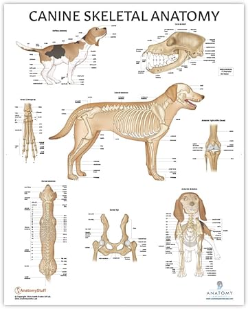 Amazon.com: Anatomy Lab Canine Skeletal Anatomy Poster, LAMINATED ...