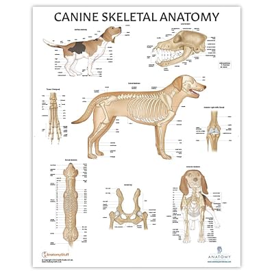 Anatomy Lab Canine Skeletal Anatomy Poster, Chile | Ubuy