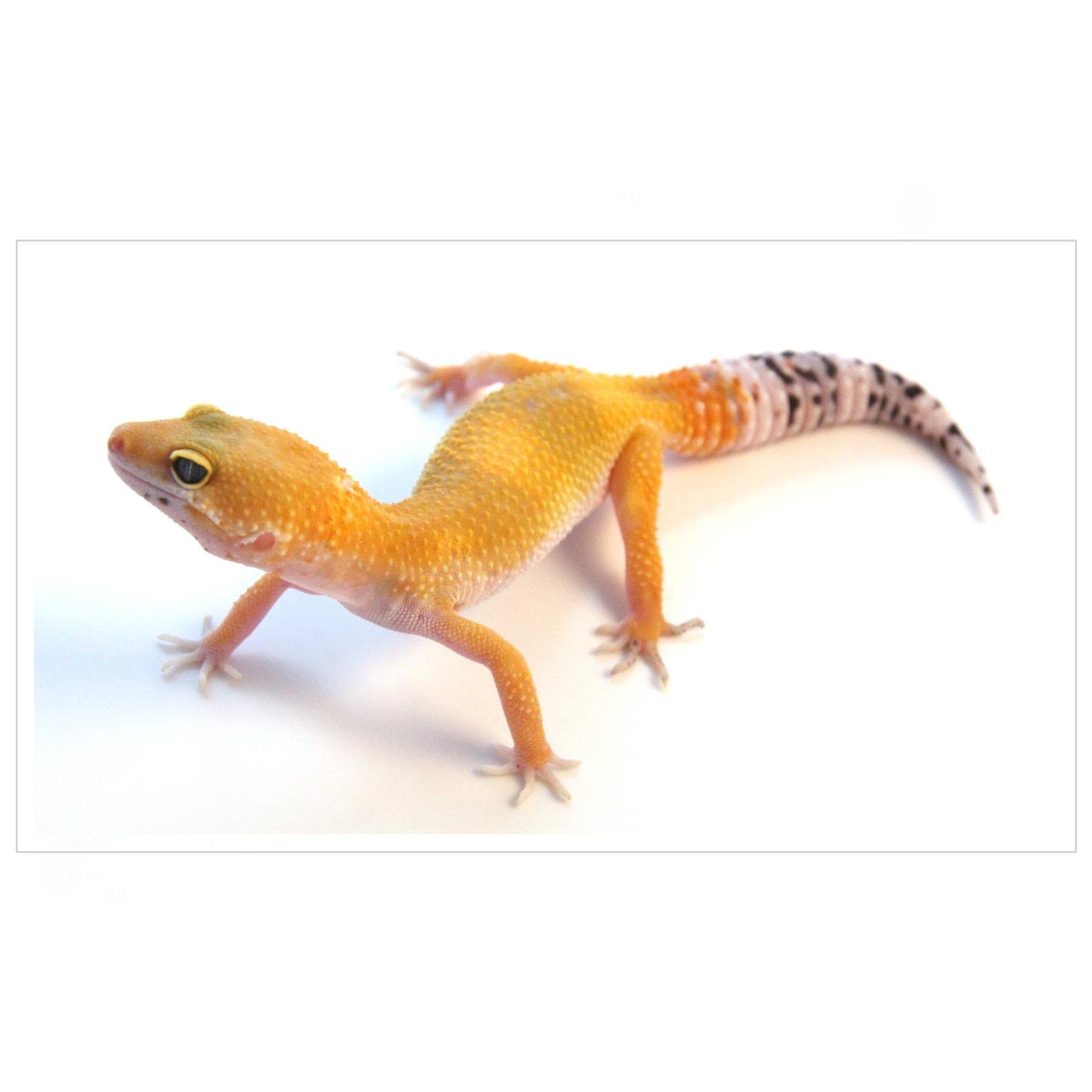 Baby Fancy Leopard Gecko
