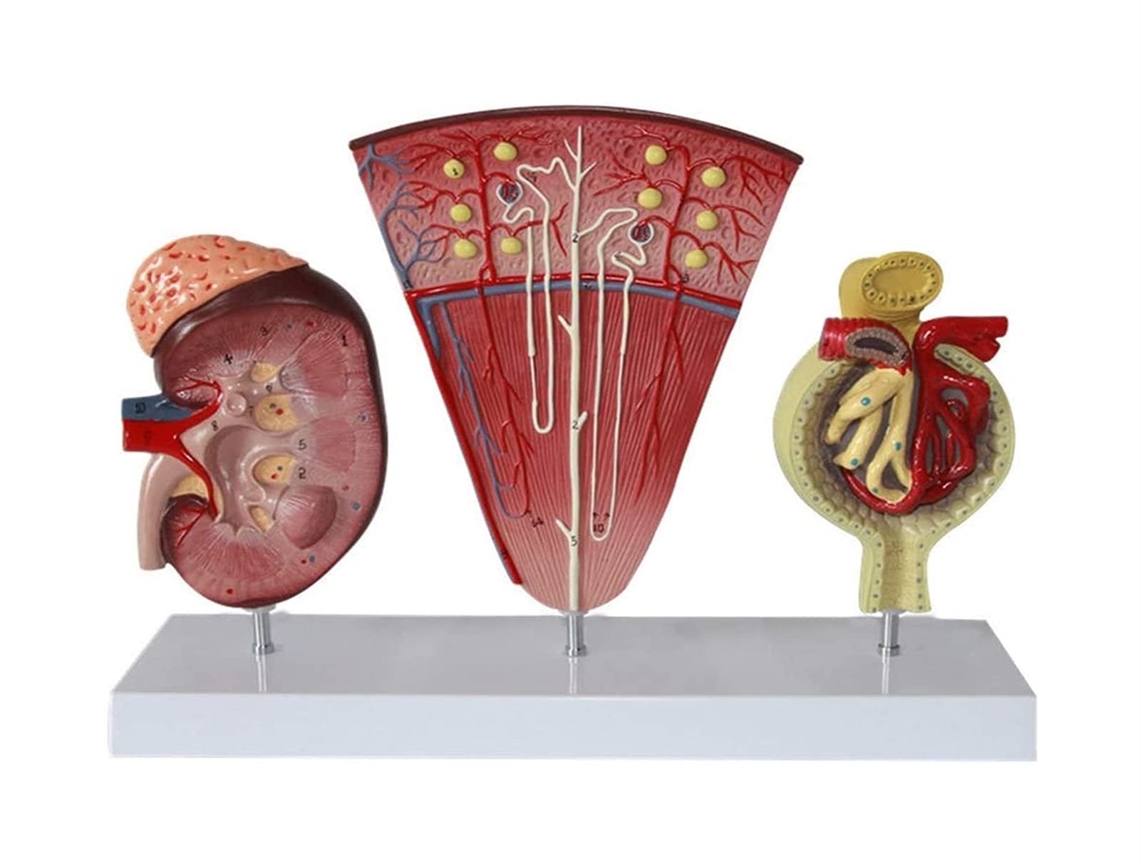 Buy LAErper Teaching Model, Kidney Anatomical Model human organ Anatomy ...