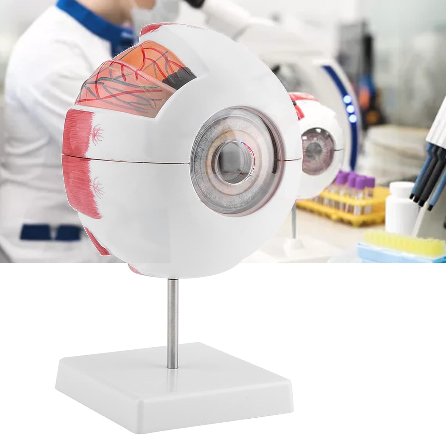 Eye Model, Magnification 6X Removable Human Eye Eyeball Model Eyeball ...