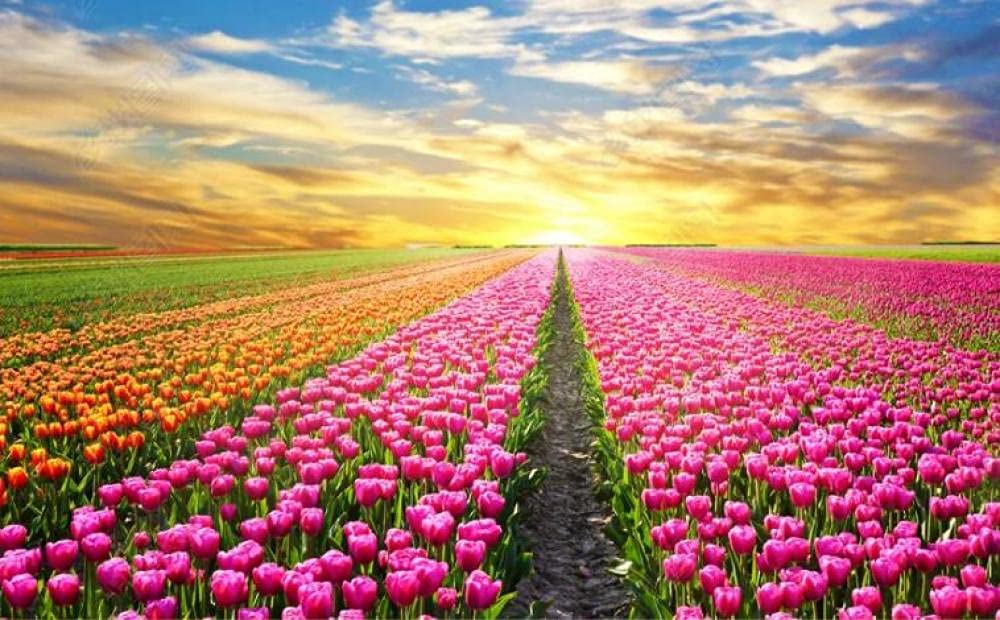 Colorful Flowers Field Wallpaper Bright Flower Field With Rainbow