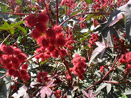 Ricinus - How to Grow in the UK and where to buy this fast growing exotic