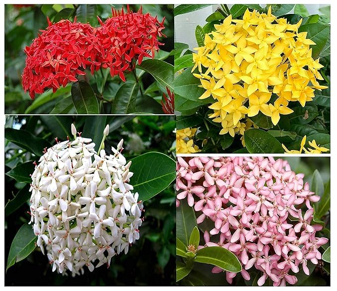Khushi Prova Live Flower Plant Hybrid Ixora 4 Color Combo Flowering ...