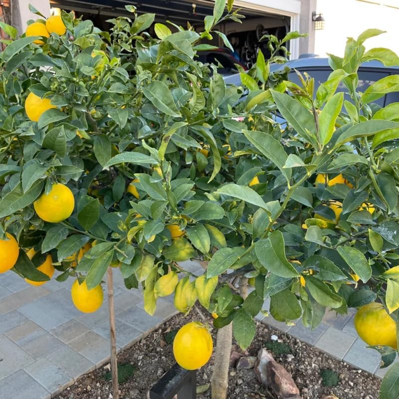 Amazon.com : Lemon Tree Live Plant, Meyers Lemon Tree, Small Lemon Tree ...