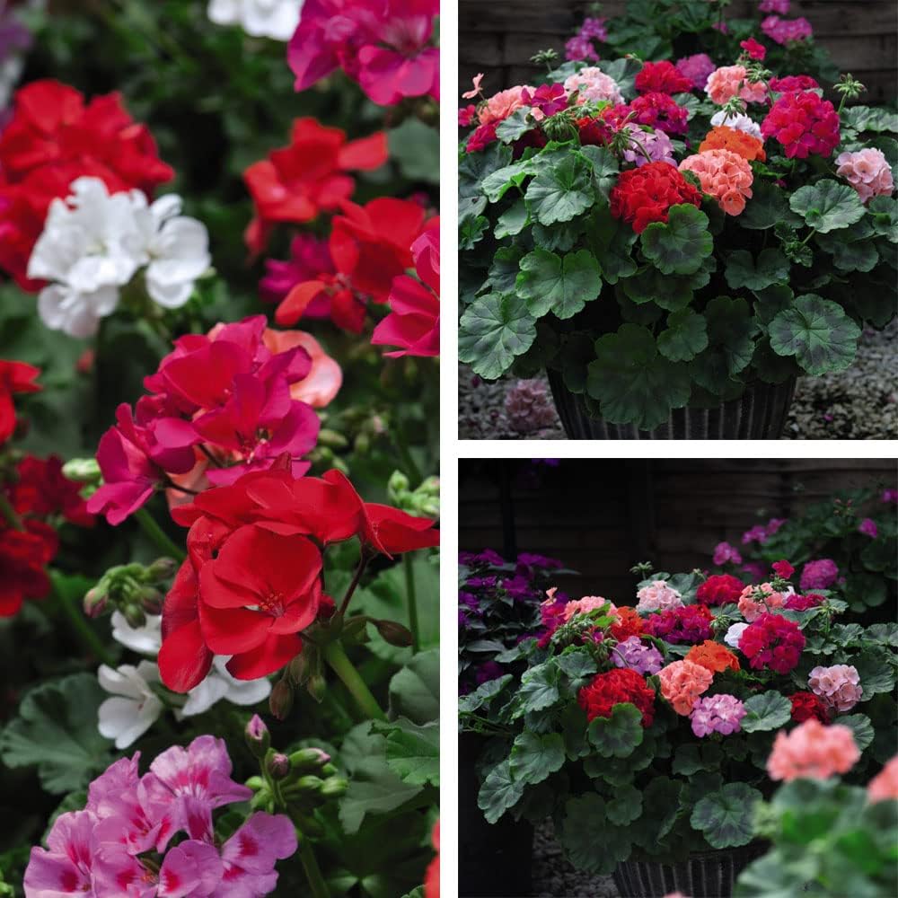 Upright (Zonal) Geranium Plug Plants 10 Mixed Plants. Amazing Value ...