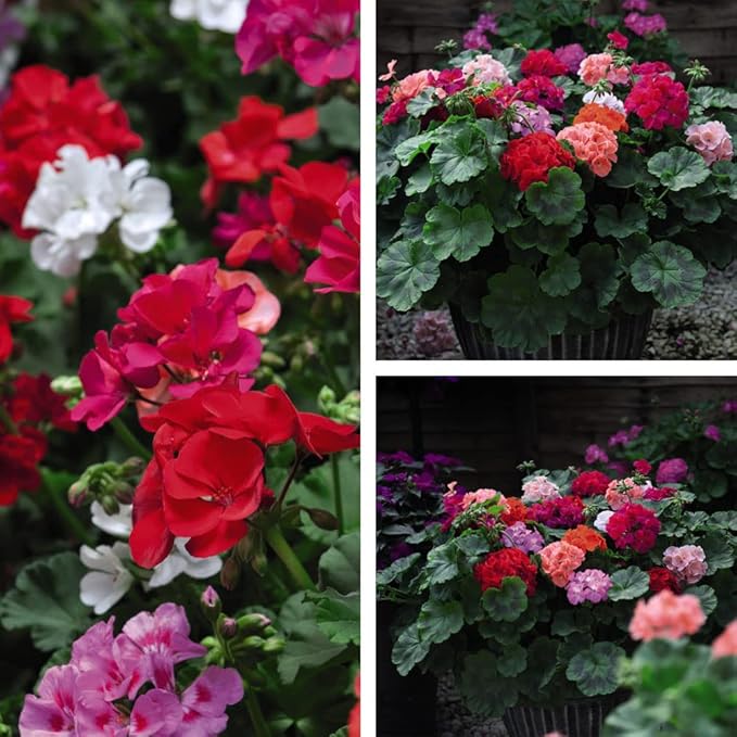 Outdoor Garden Patio Container Flower Geranium Jackpot Mixed Garden ...