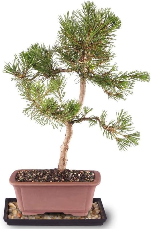 Royal Gardens Pine Tree Live Plant/Himalayan Plant/Cedrus Deodara ...