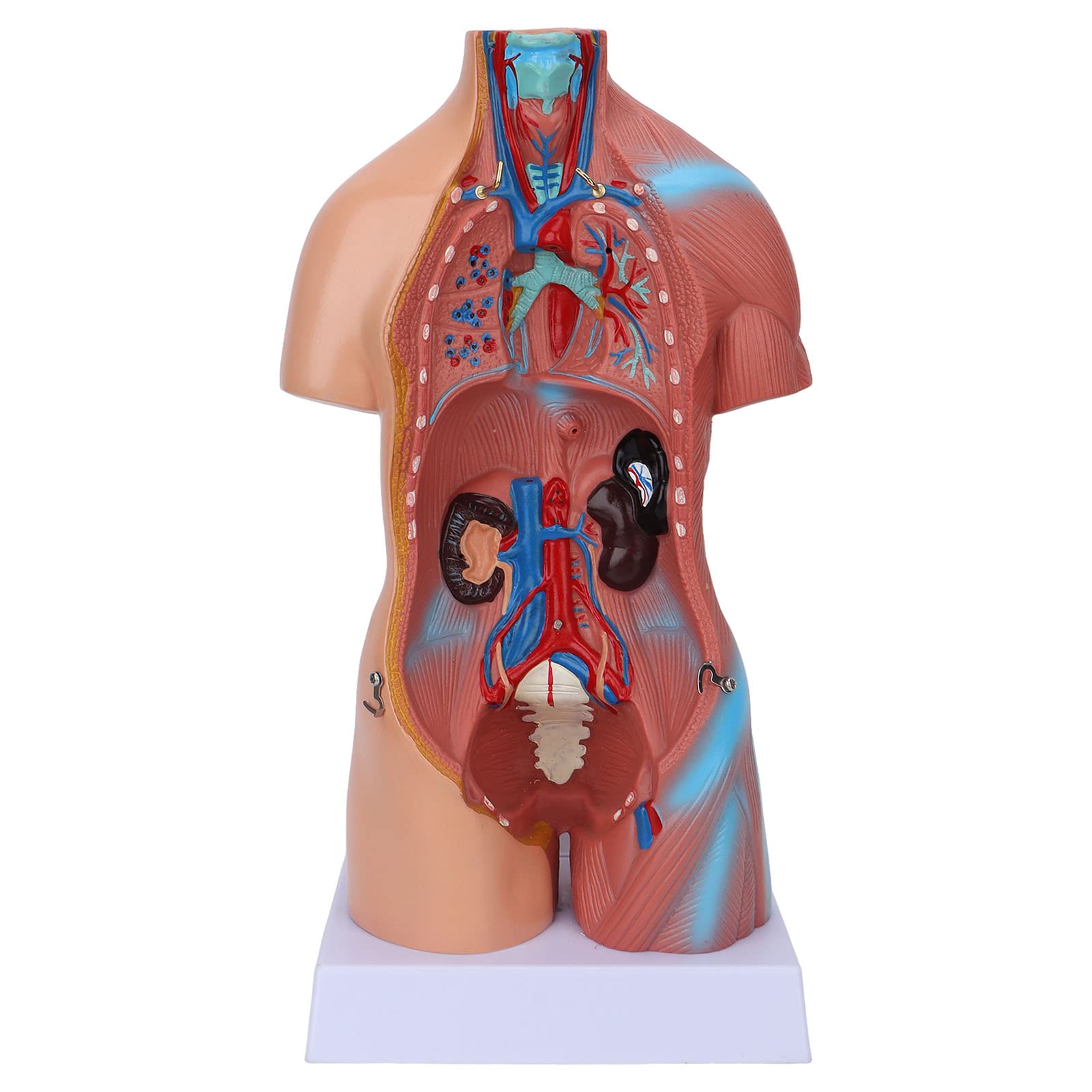 Human Torso Model Educational Interchangeable Body Internal Organs ...