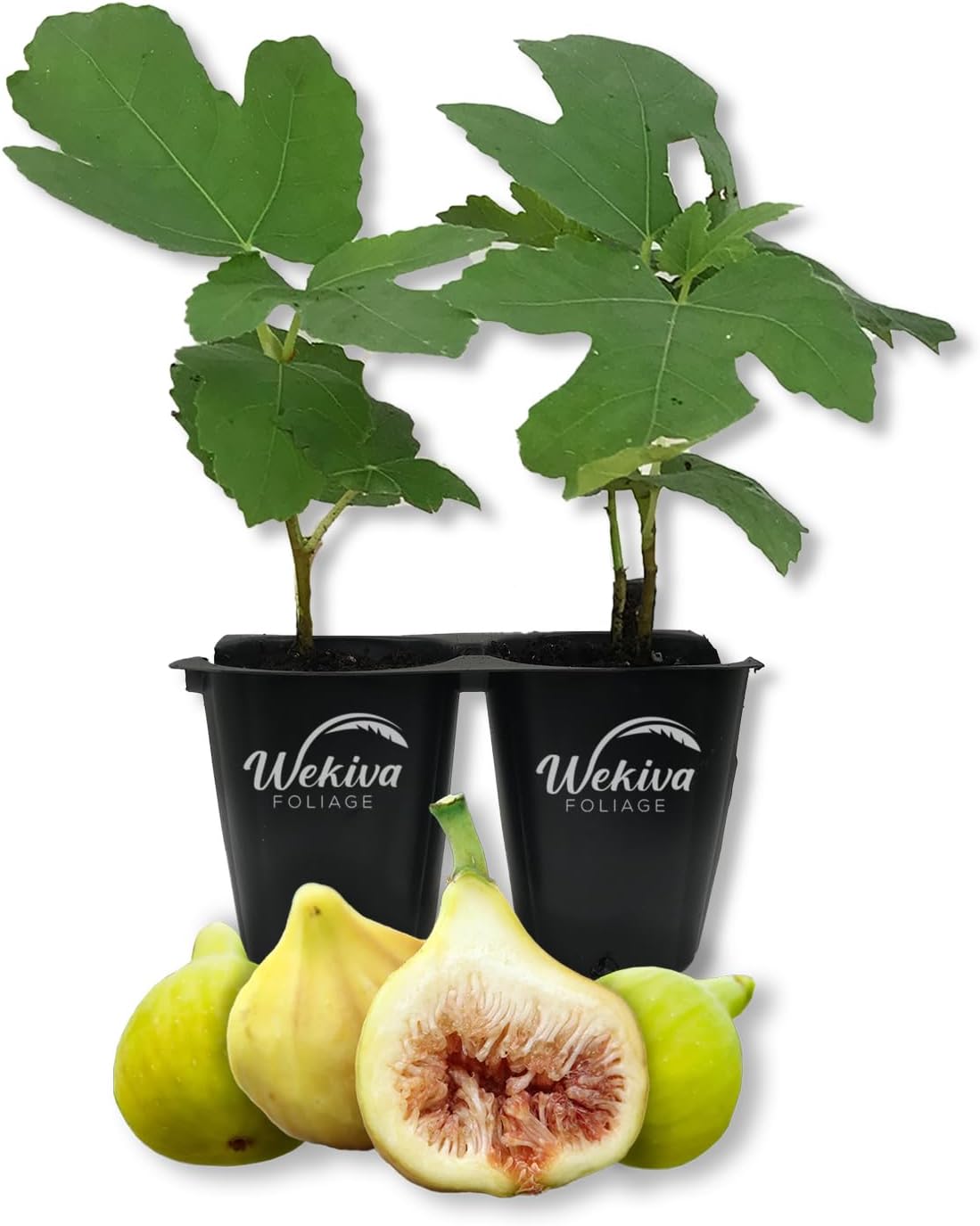 Amazon.com : Yellow Long Neck Fig Tree - 2 Live Tissue Culture Starter ...