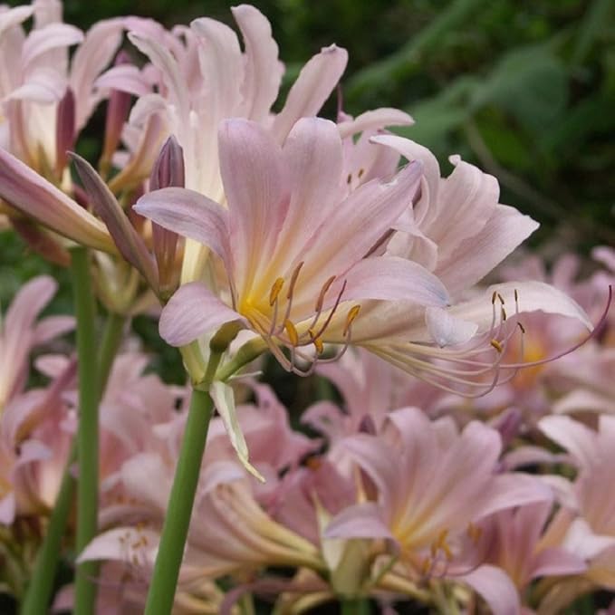Amazon.com: Lycoris Pink 'Squamigera' - Hardy Pink Surprise Lily 3 ...