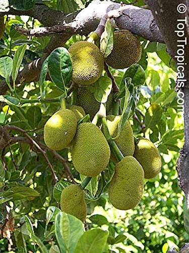 Arlo Rare Mini Jack fruit " Cheena " Super Tasty Grafted Jackfruit 2 ...