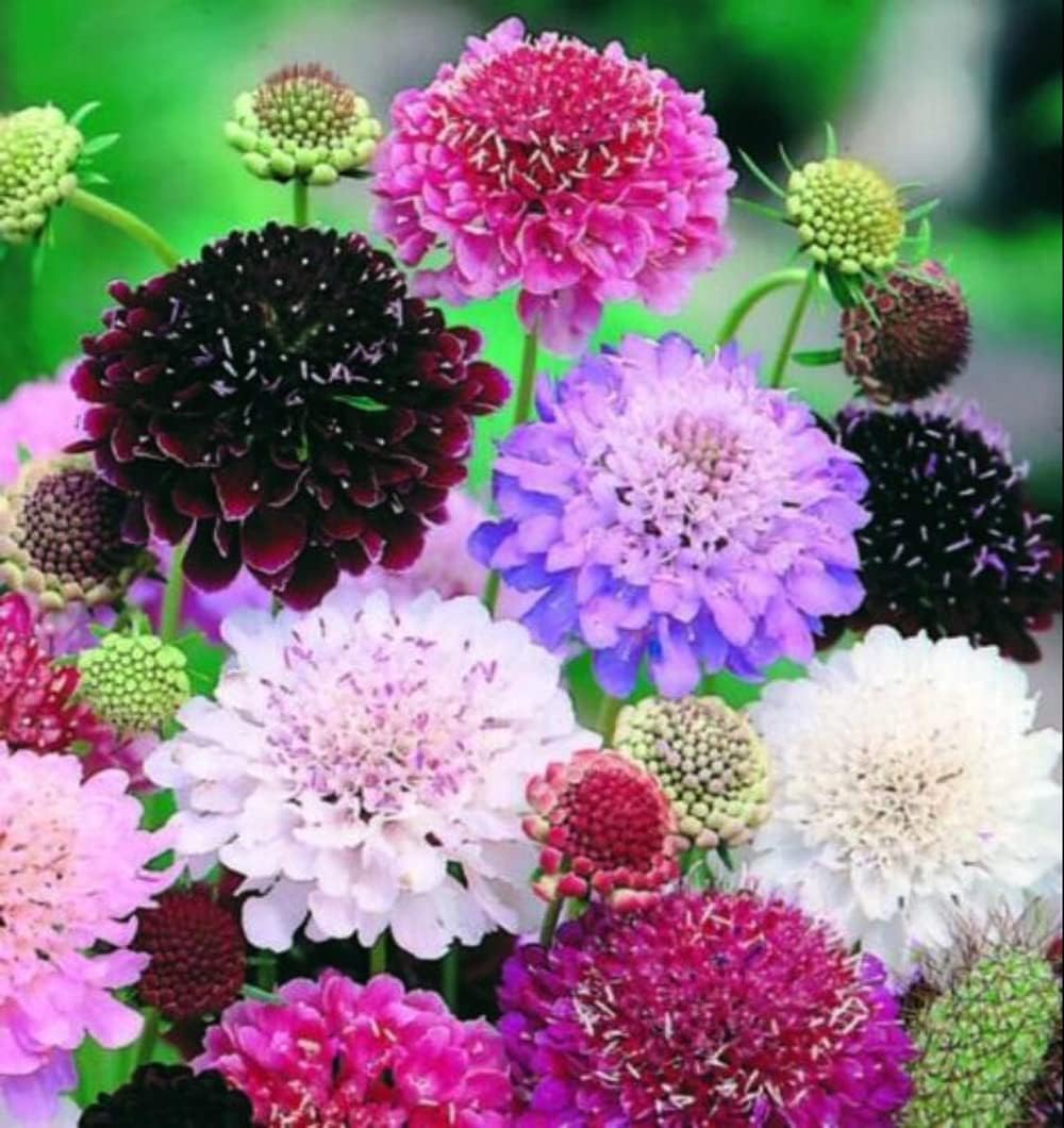Amazon.com : MOCCUROD 100 Scabiosa Pin Cushion Mourning Bride Flower ...