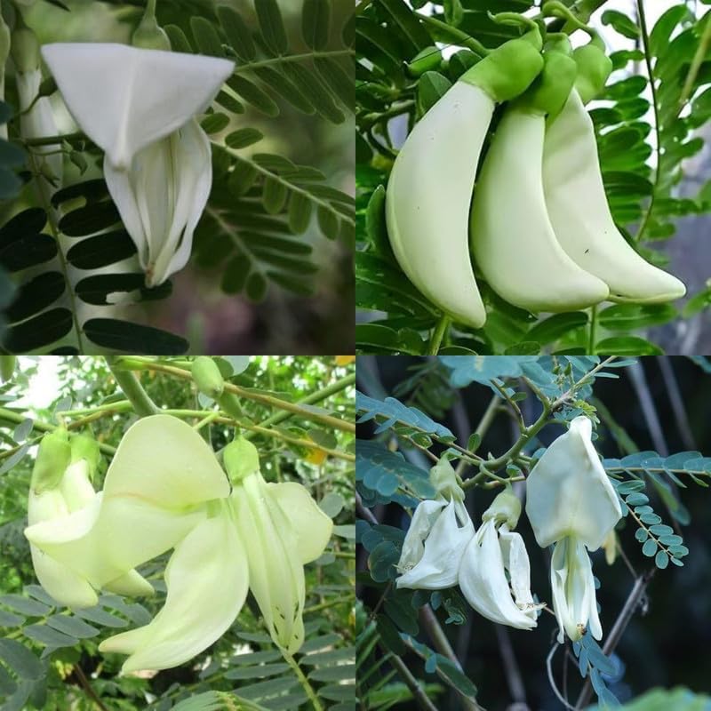 Gaach Munga plant, Hummingbird plant, Sesbania grandiflora Agathi Gaach ...