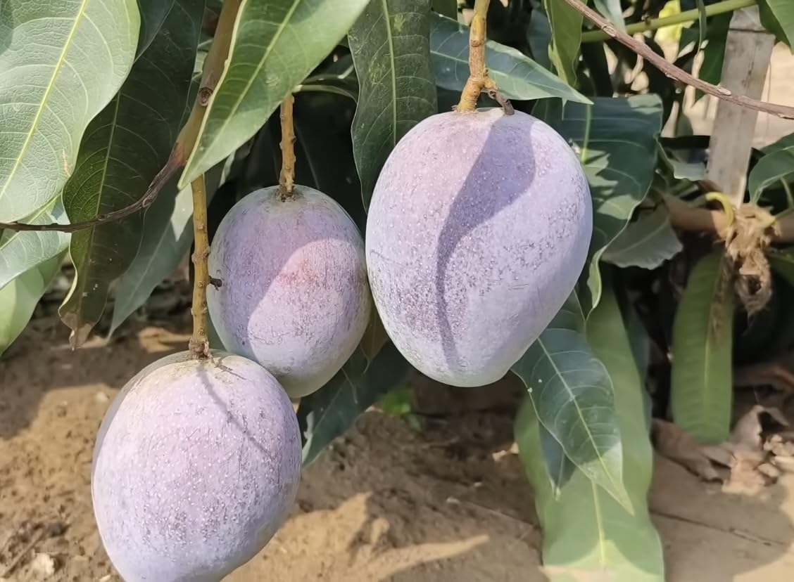 Green Horizon® Rare Authentic AMBIKA MANGO PLANT LIVE GRAFTED 010, HIGH ...