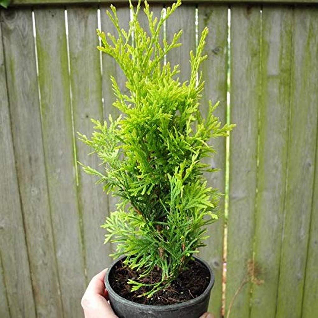 Creative Farmer Live Plant Miniature Garden Tree Amber Gold Arborvitae ...