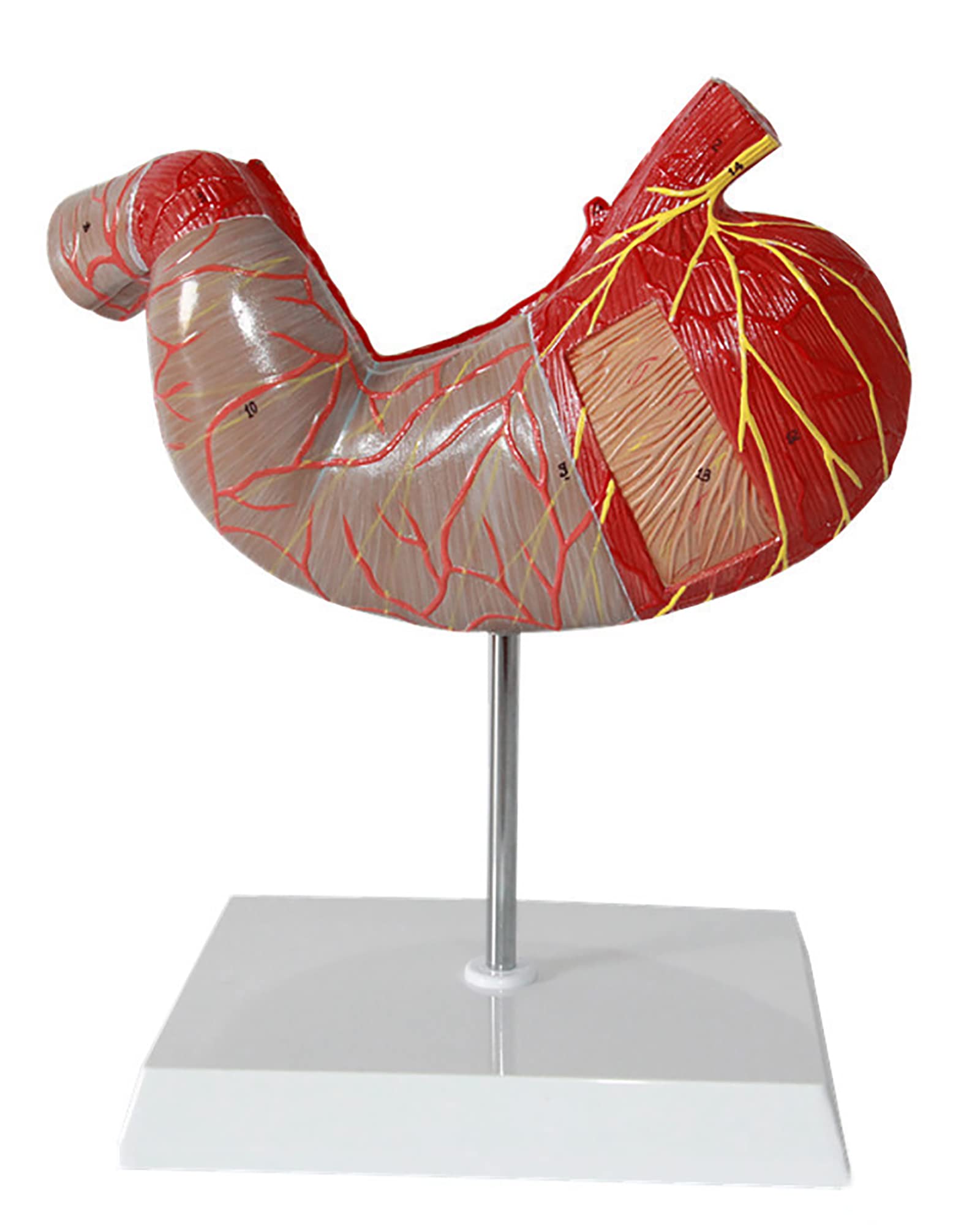 God Human Stomach Model 1 5x Magnification Stomach Anatomy Model ...