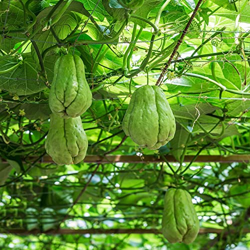 Chayote Kaufen Deutschland