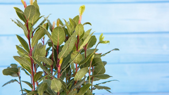 Hoja De La Trinidad De La Hoja