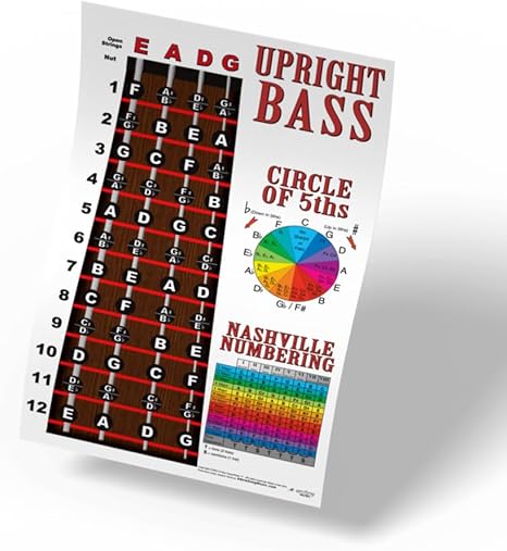 Amazon.com: Upright Bass Fingerboard Instructional Poster 4 String Bass ...