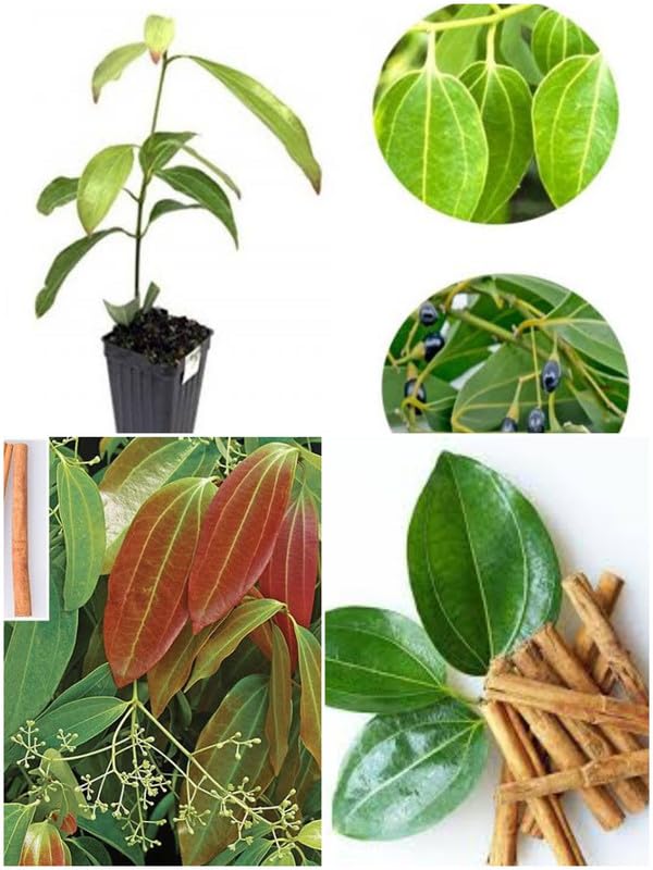 Dalchini Live Plant, Cinnamomum cassia Plant, Dalchini Plant - Cinnamon ...