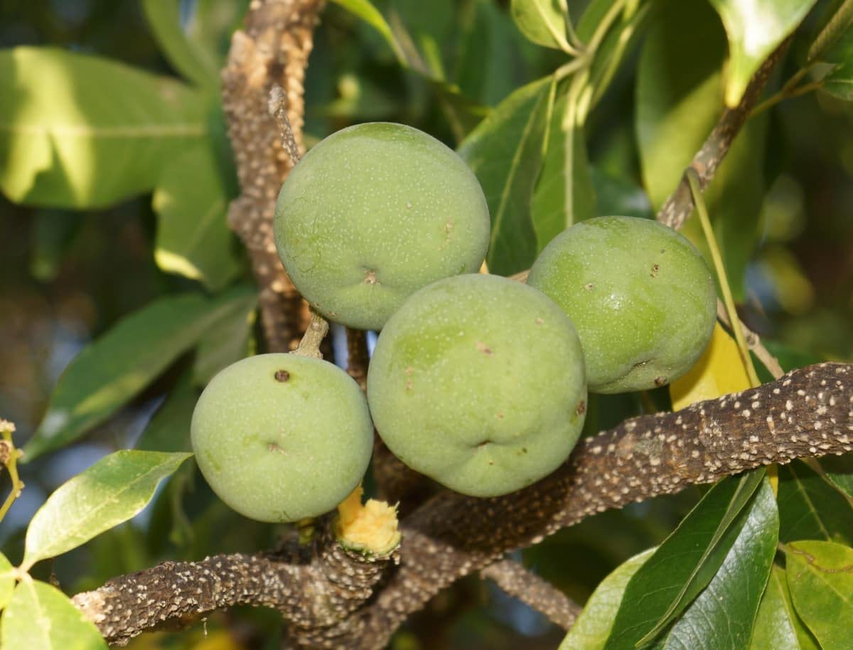 Green Sapote Tree