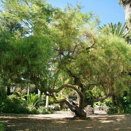 Sumac tree - How to grow & care