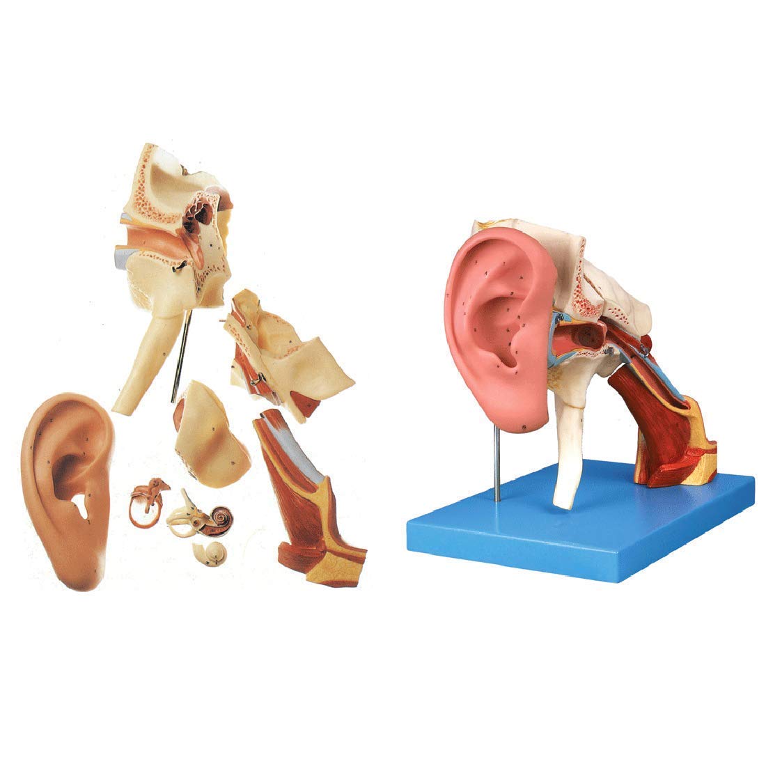 Buy Educational Model Ear Anatomical Model Magnified Ear Internal Model ...