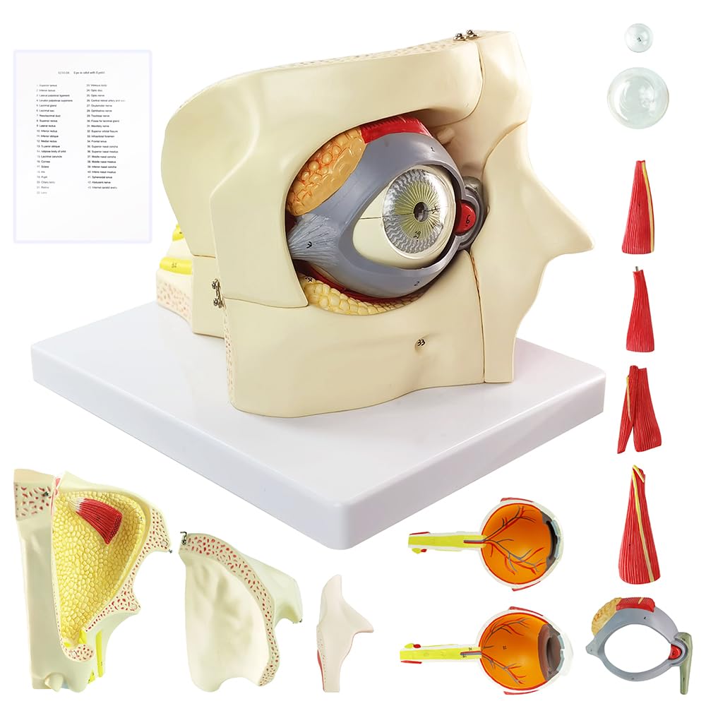 Buy 3X d Human Eye Orbital Anatomical Model, 13 Parts Eyeball Orbital ...