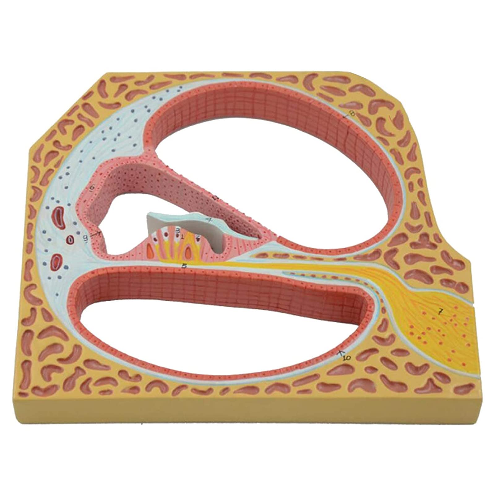 Cochlea Diagram Unlabeled