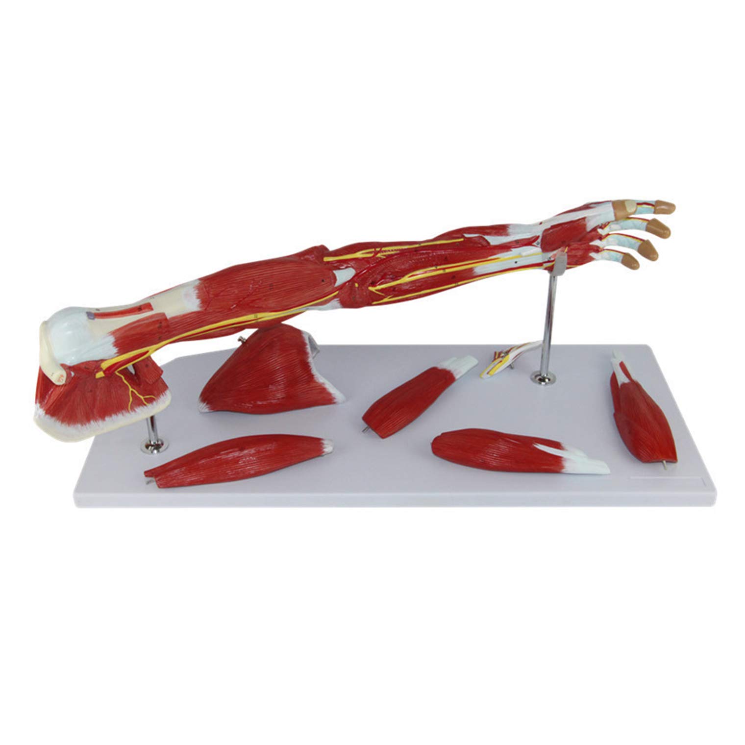 Gylls Human Arm Anatomical Muscle Model Anatomy Arm Model Scientific ...