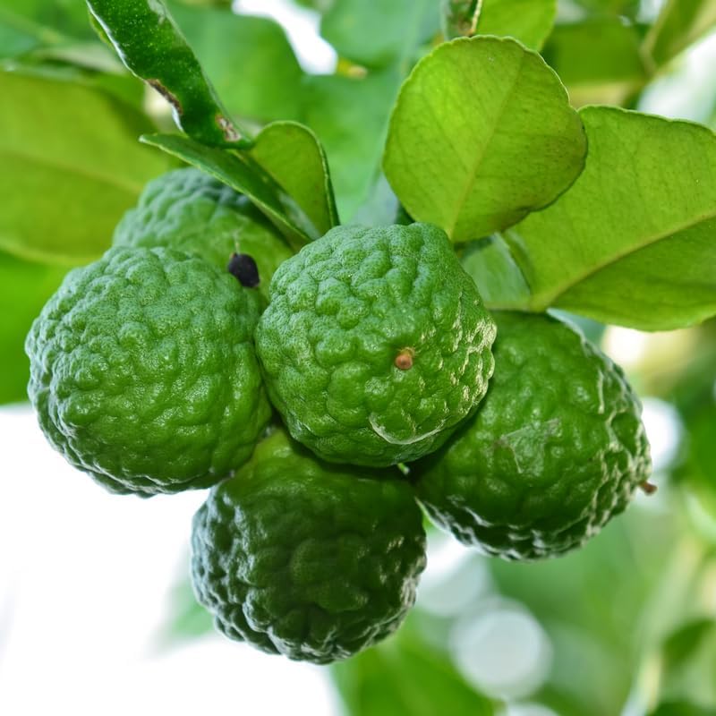 Lime Plant, Kaffir Lime Plant, Kaffir Lime Fruit Tree, Kaffir Lime ...