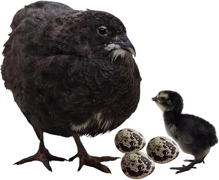 Amazon.com: Undique Black Quail Hatching Eggs - Pure Breed, Ideal for ...