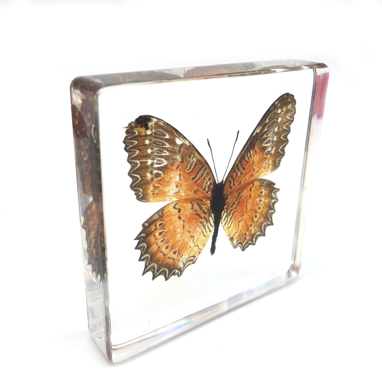 Real Butterfly Specimen Specimens Paperweight Paperweights Collection ...