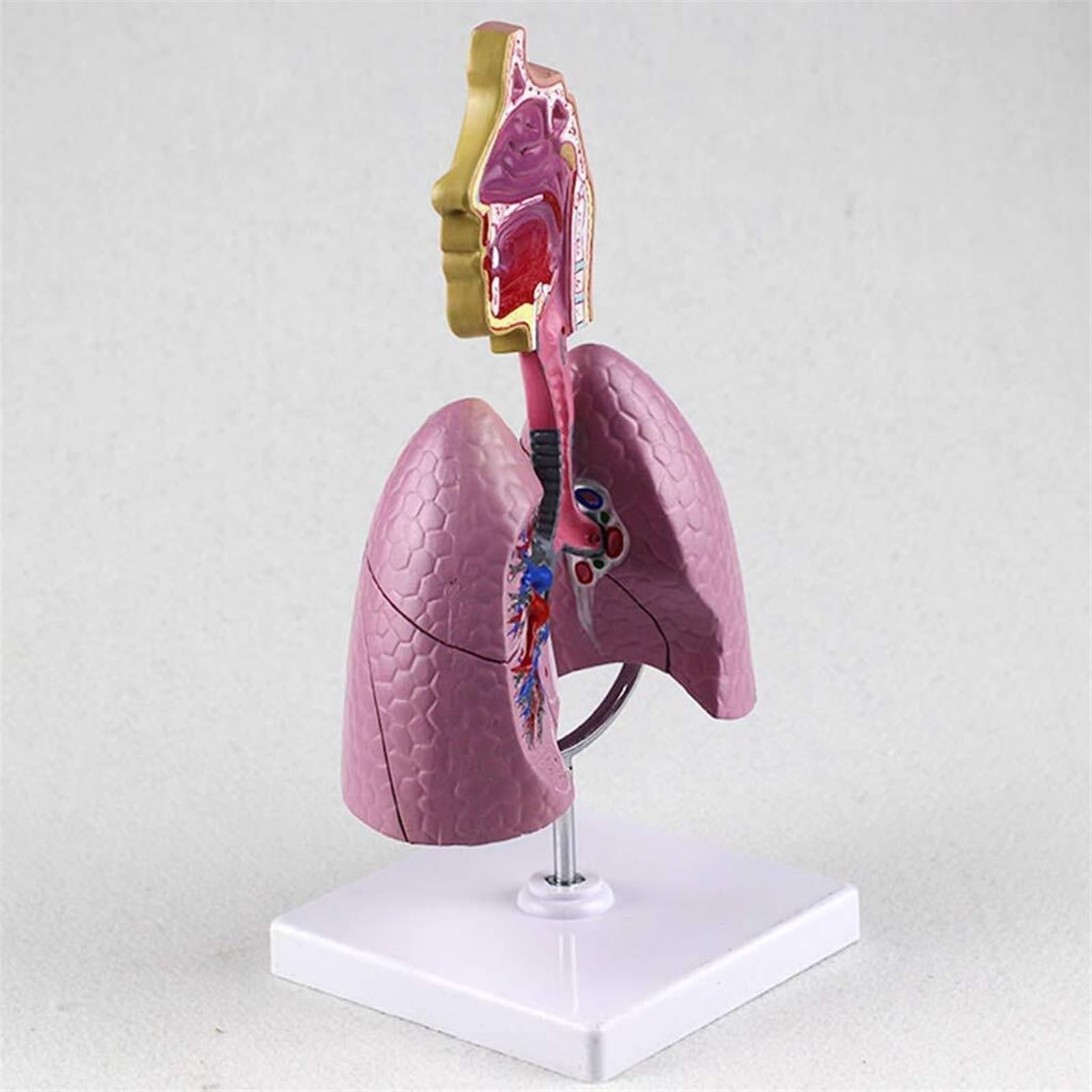 Bronchiën Anatomie Lunge: Anatomie, Lage Und Funktion | Medi Karriere