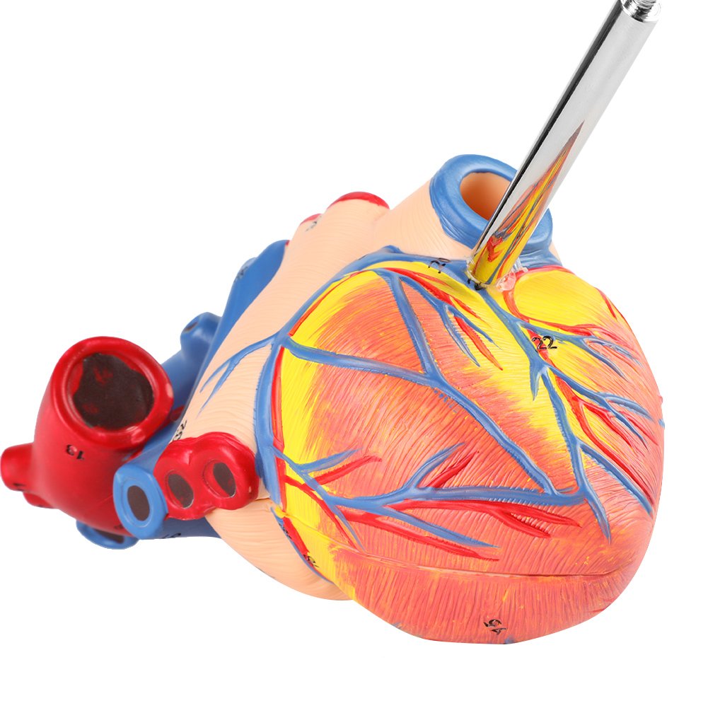 Buy Anatomical Heart Model, Removable PVC With Base 491G Life-Size ...