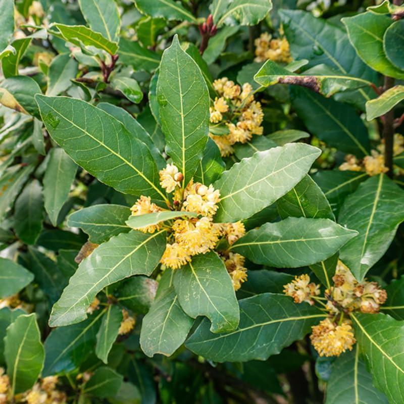 Amazon.com : Laurus Nobilis Bay Leaf Tree Plant Live, 4 to 7 Inc Bay ...