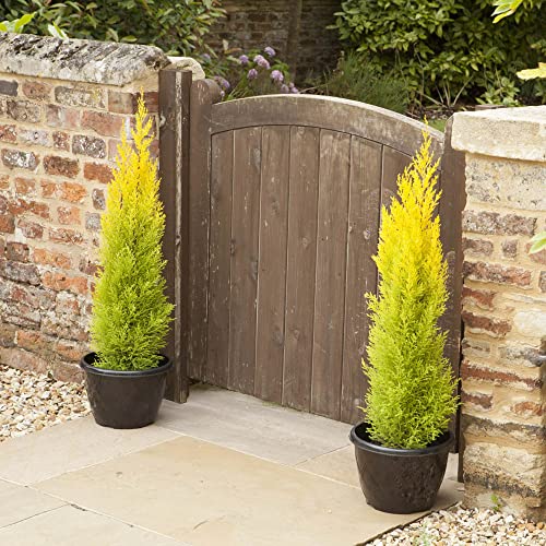 Amazon.co.uk Best Sellers: The most popular items in Outdoor Trees