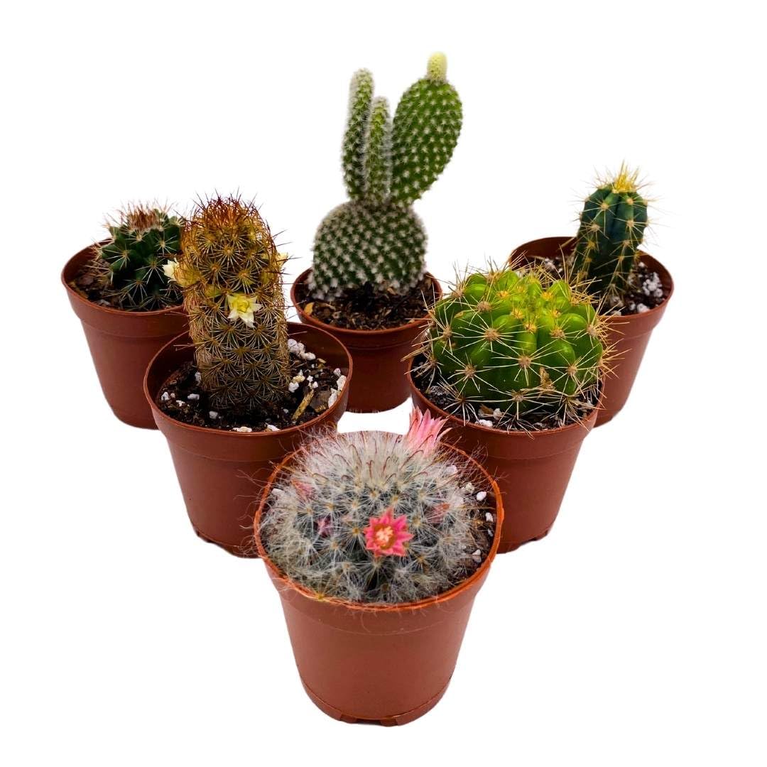 Amazon.com : BubbleBlooms Mini Cacti Assortment, 6 Different Cacti in 2 ...