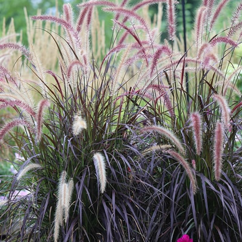 Amazon.com : 4 Purple Fountain Grass Plants Live, Ornamental Grass Live ...