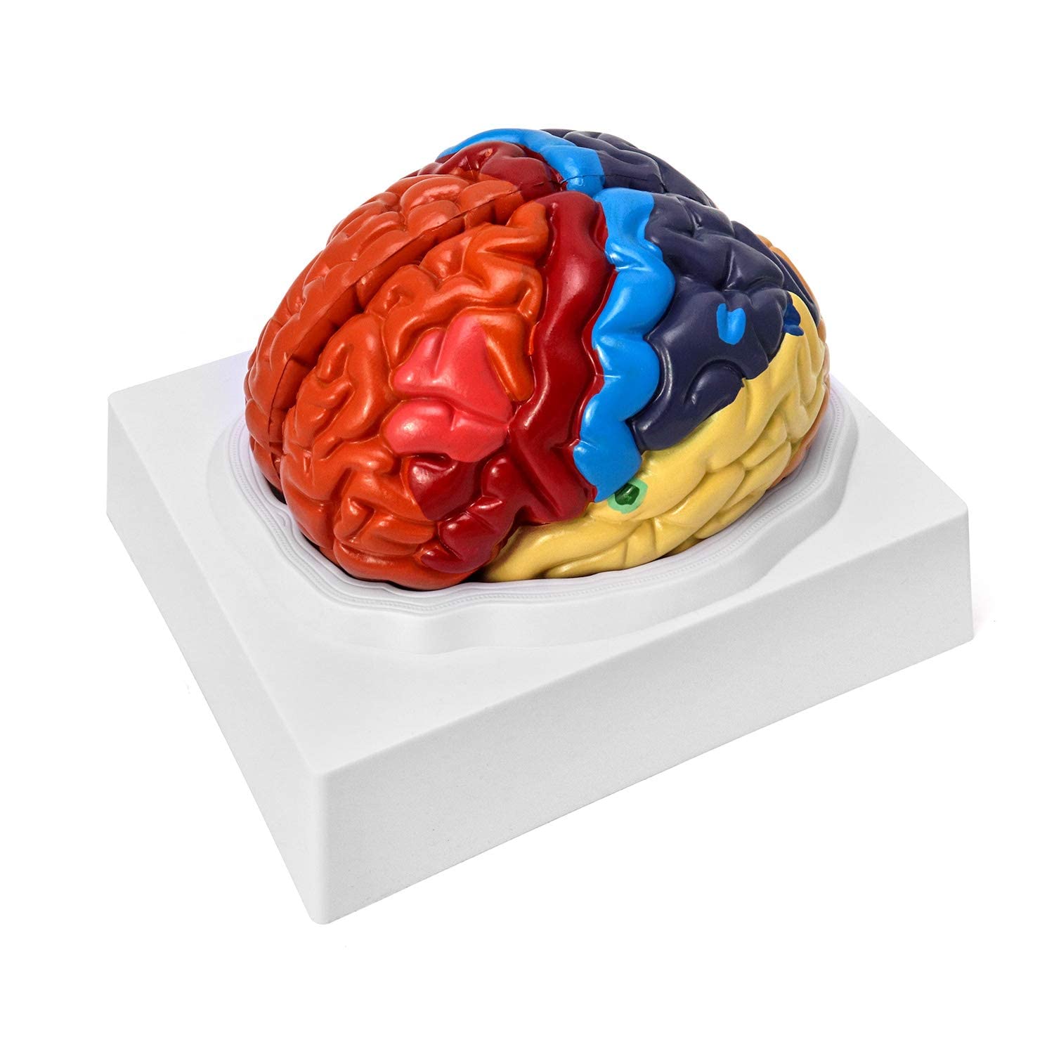 Buy Life-Size Anatomical Brain Model, Color-Coded Partitioned Brain ...