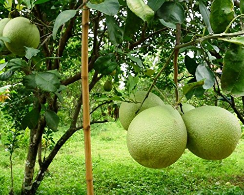Plant House Live Chakotra-Pomelo Juicy Fruit Plant - Healthy Live 1 ...