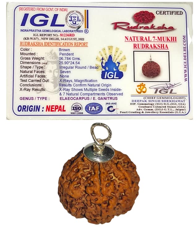 7 Mukhi Rudraksha Original Certified with IGL | In a Sealed Pack Box ...