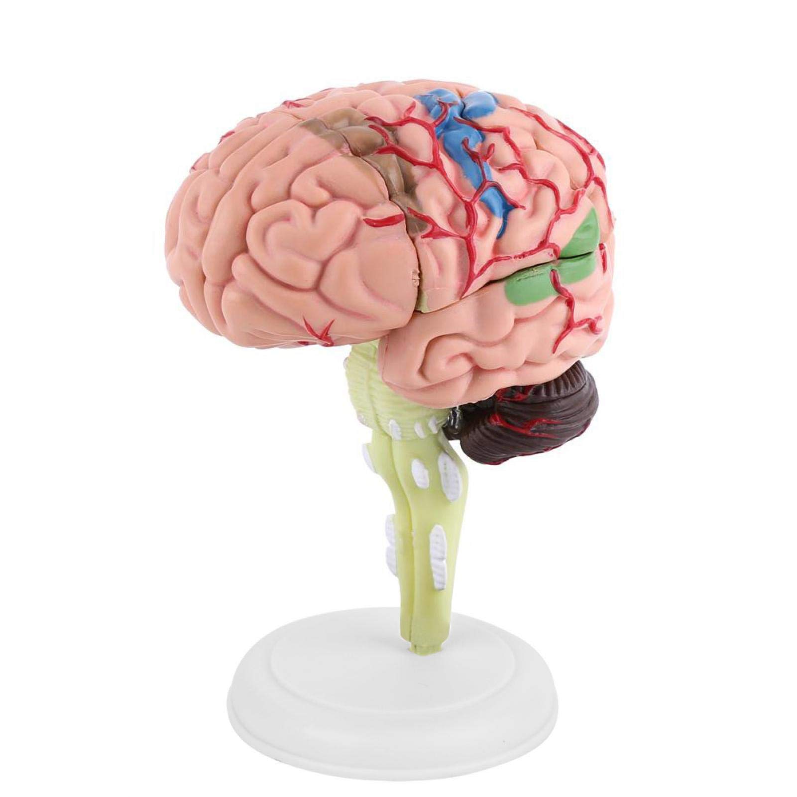 Buy 4D Anatomy Brain Model Disassembled Human Brain Model Structural ...