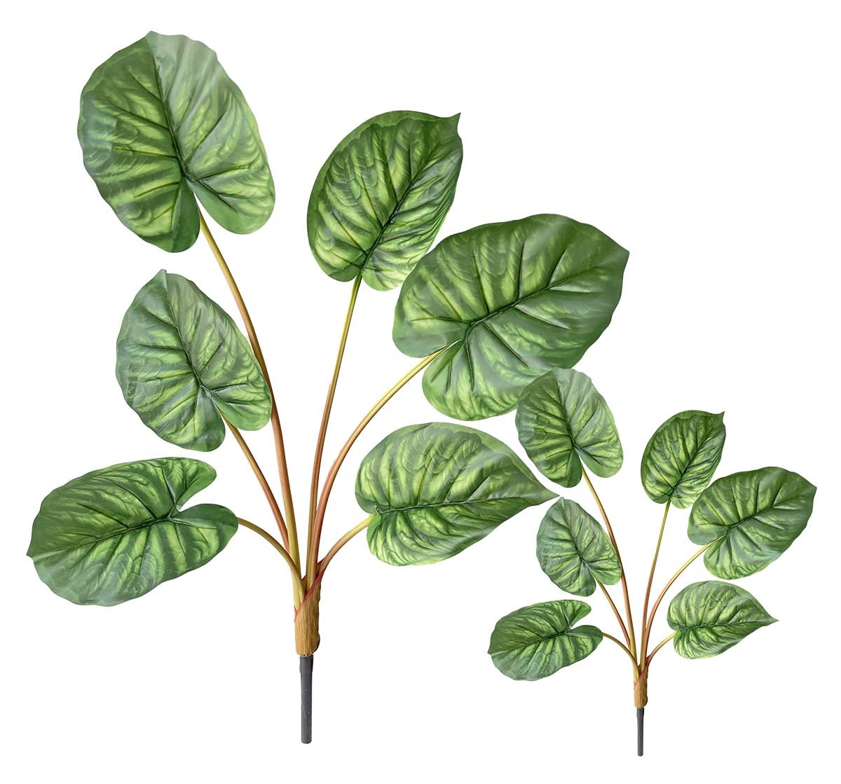Taro Plant Drawing Taro Plant Royalty Free Stock Image Storyblocks