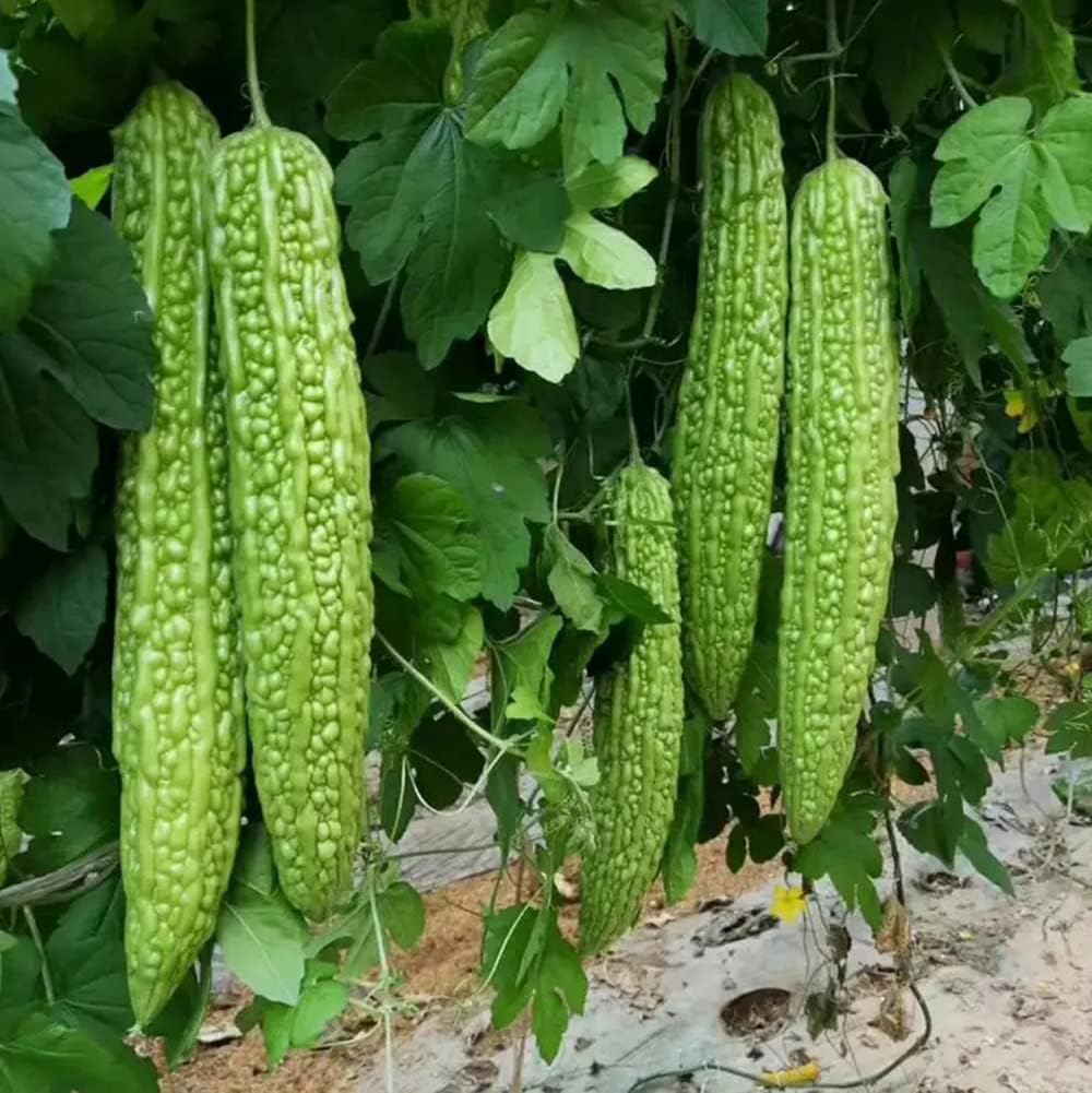 Amazon.com : Green Skin Long Bitter Gourd Seeds Bitter Melon Asian ...